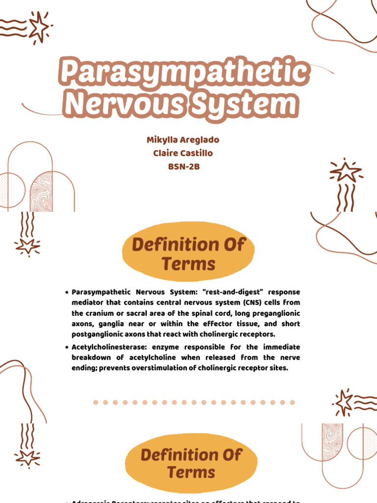 Understanding the Parasympathetic Nervous System | PDF | Acetylcholine ...