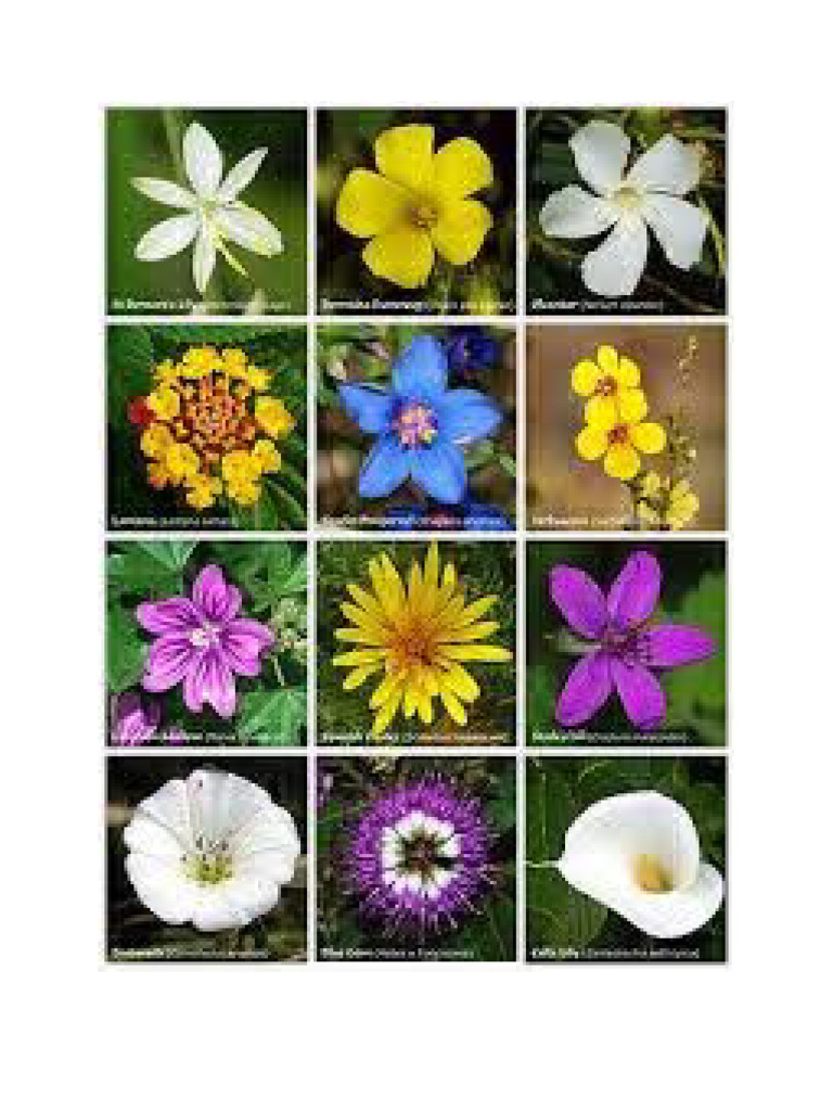 Flowers | PDF