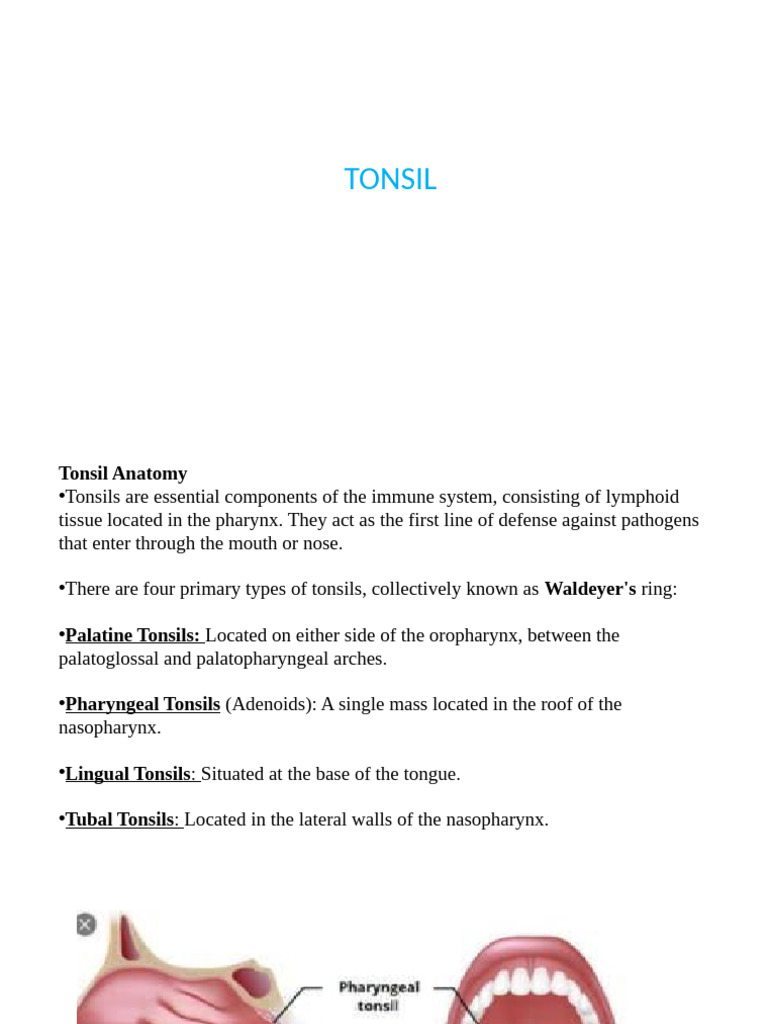 Tonsil, Abdominal Cavity Regions, Oesophagus | PDF | Esophagus | Anatomy