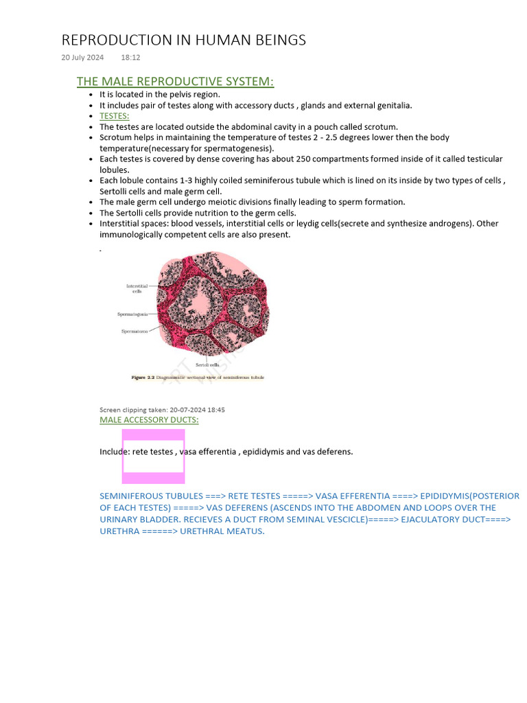 Reproduction in Human Beings | PDF | Menstrual Cycle | Mammal ...