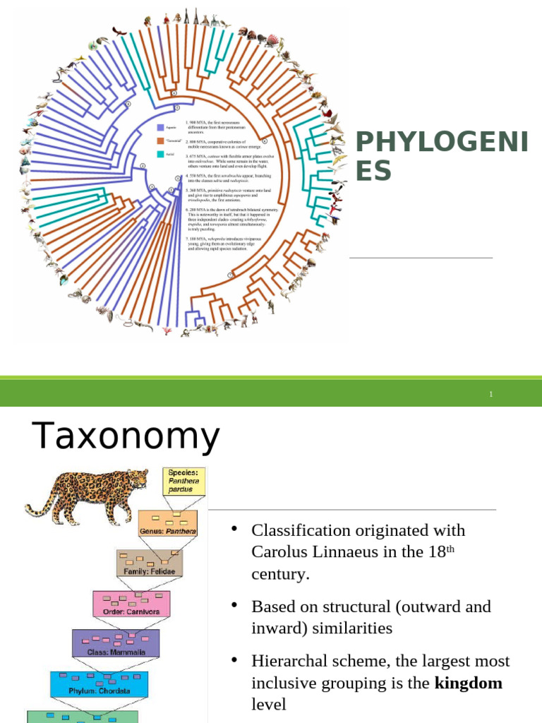 Lecture 7 Phylogenies Pdf Phylogenetics Phylogenetic Tree