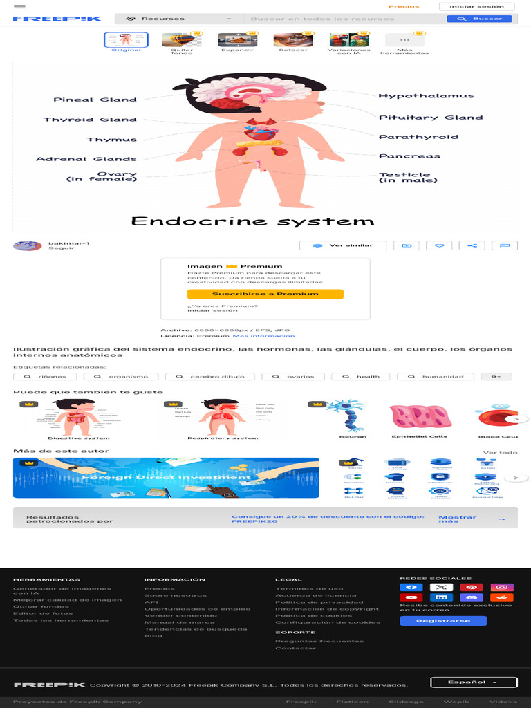 Ilustración gráfica del sistema endocrino, las hormonas, las glándulas ...