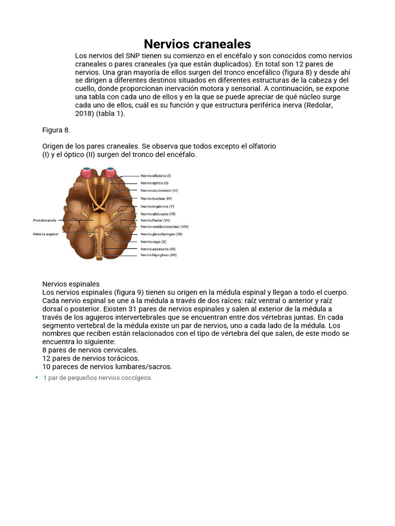 Nervios Craneales | PDF