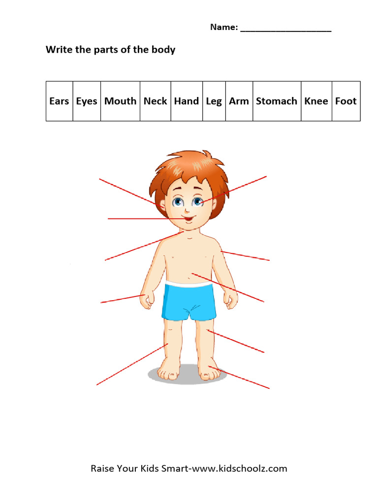 Ukg Human Parts Identify Worksheet | PDF