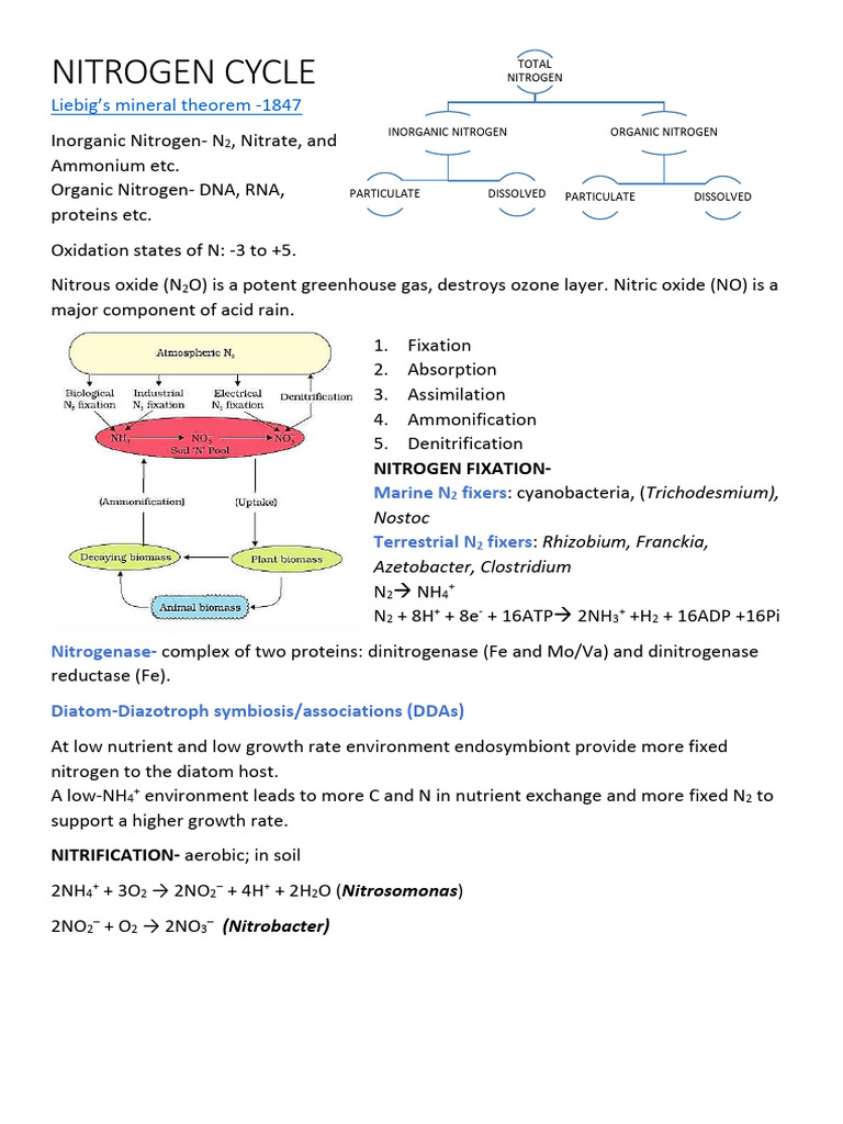 Nitrogen Cycle | PDF