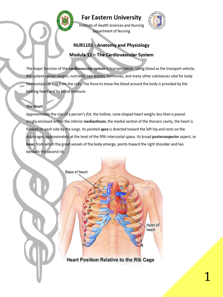 AnaPhy+Module+11+ +the+CardioVascular+System | PDF | Heart Valve ...