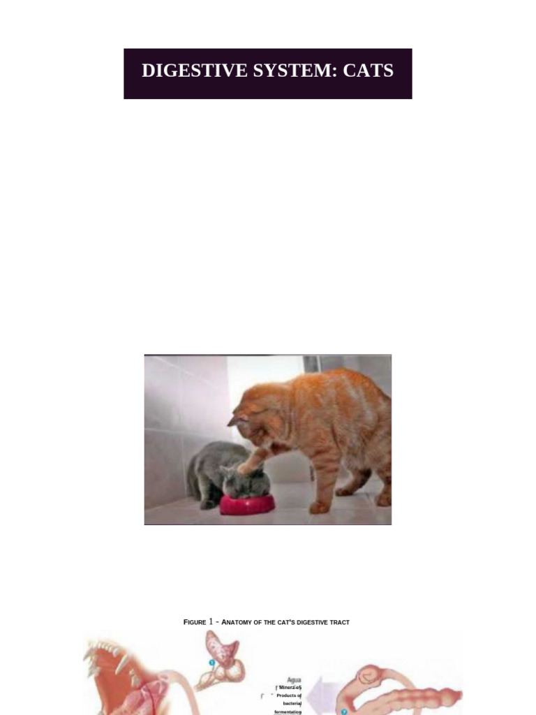 digestive system cats | PDF | Stomach | Digestion