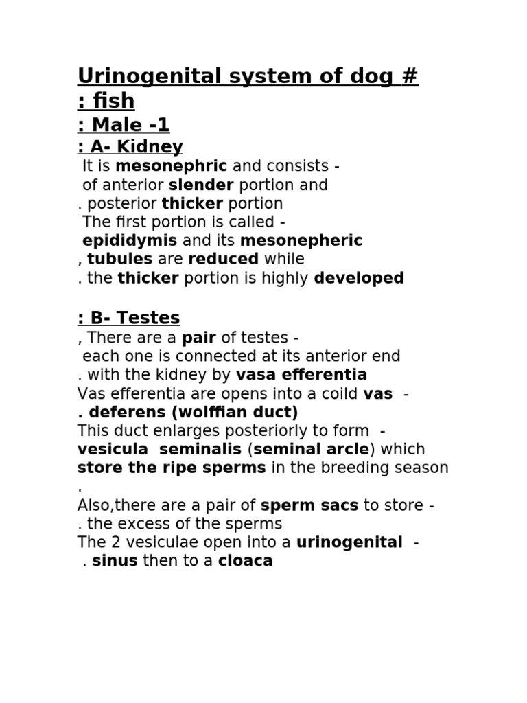 Dogfish Reproductive Anatomy | PDF