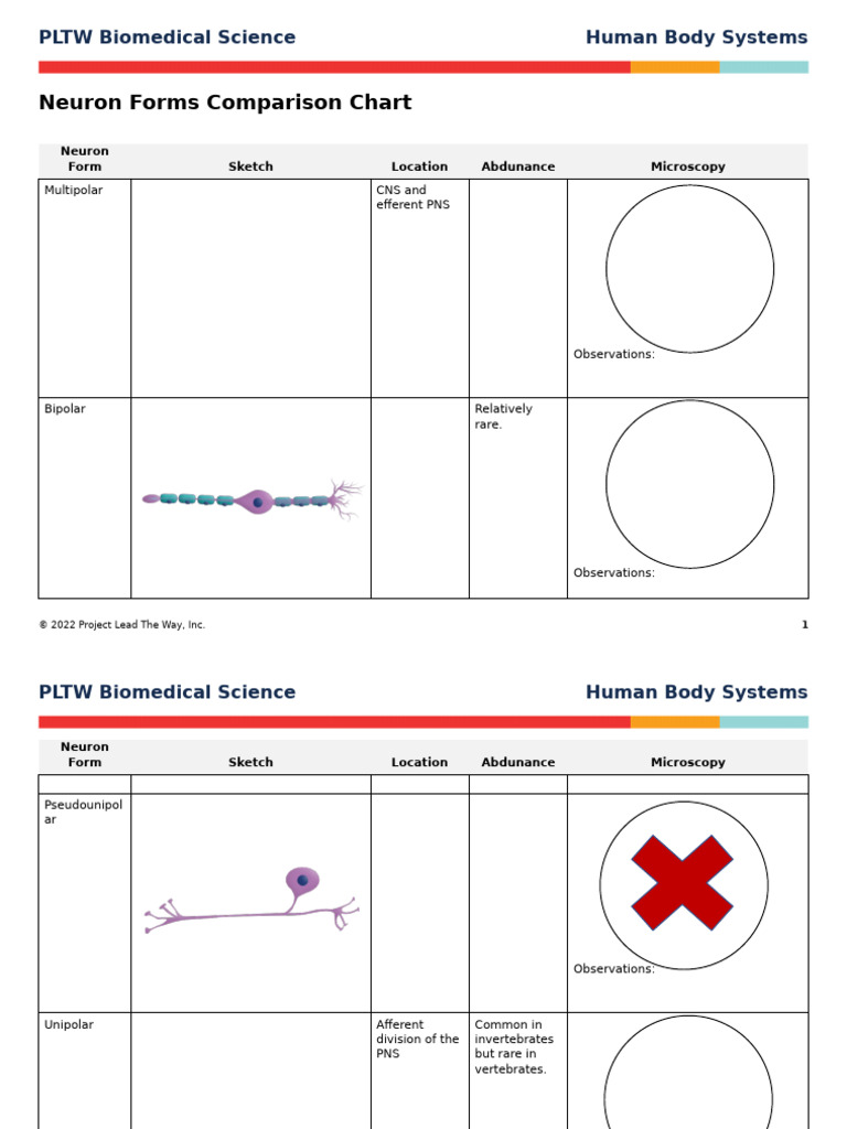 HBS 213 NeuronFormsComparisonChart | PDF