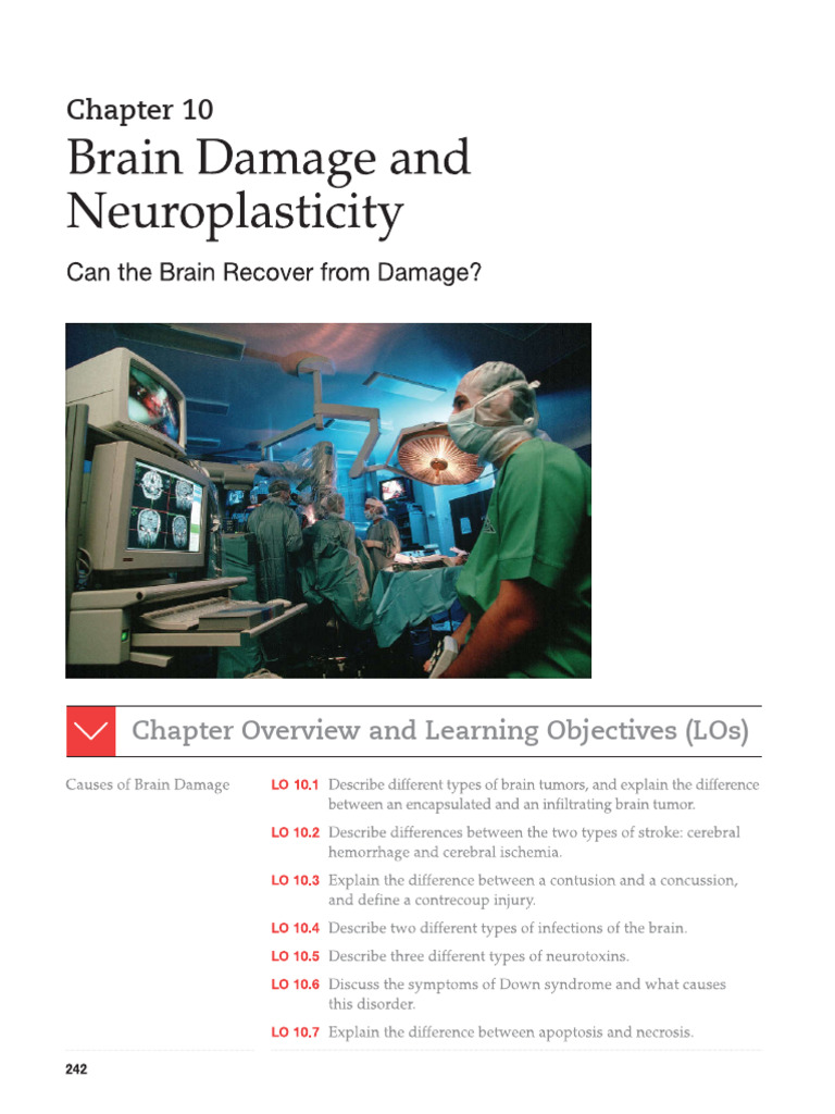 Brain Damage and Neuroplasticity | PDF