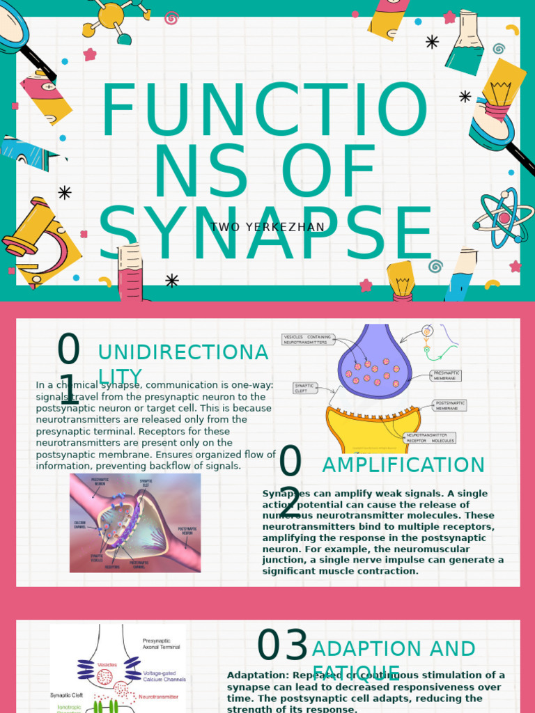 Functions of Synapse | PDF | Chemical Synapse | Synapse