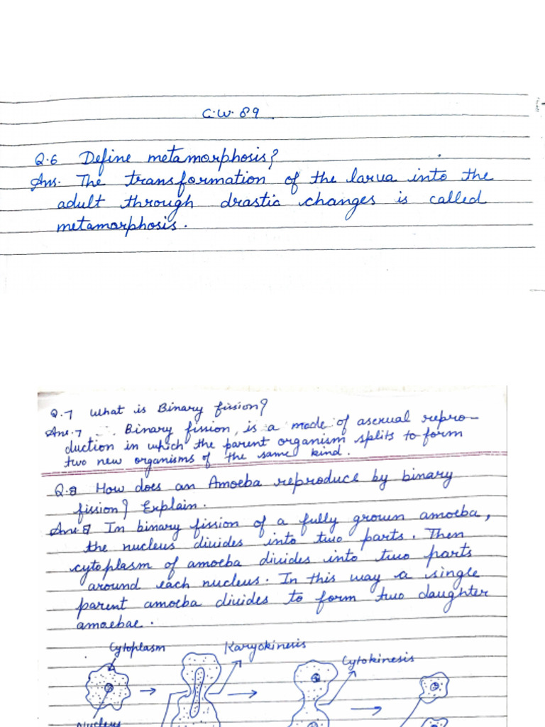 Class 8 Science CH 9 C.W. 89 | PDF
