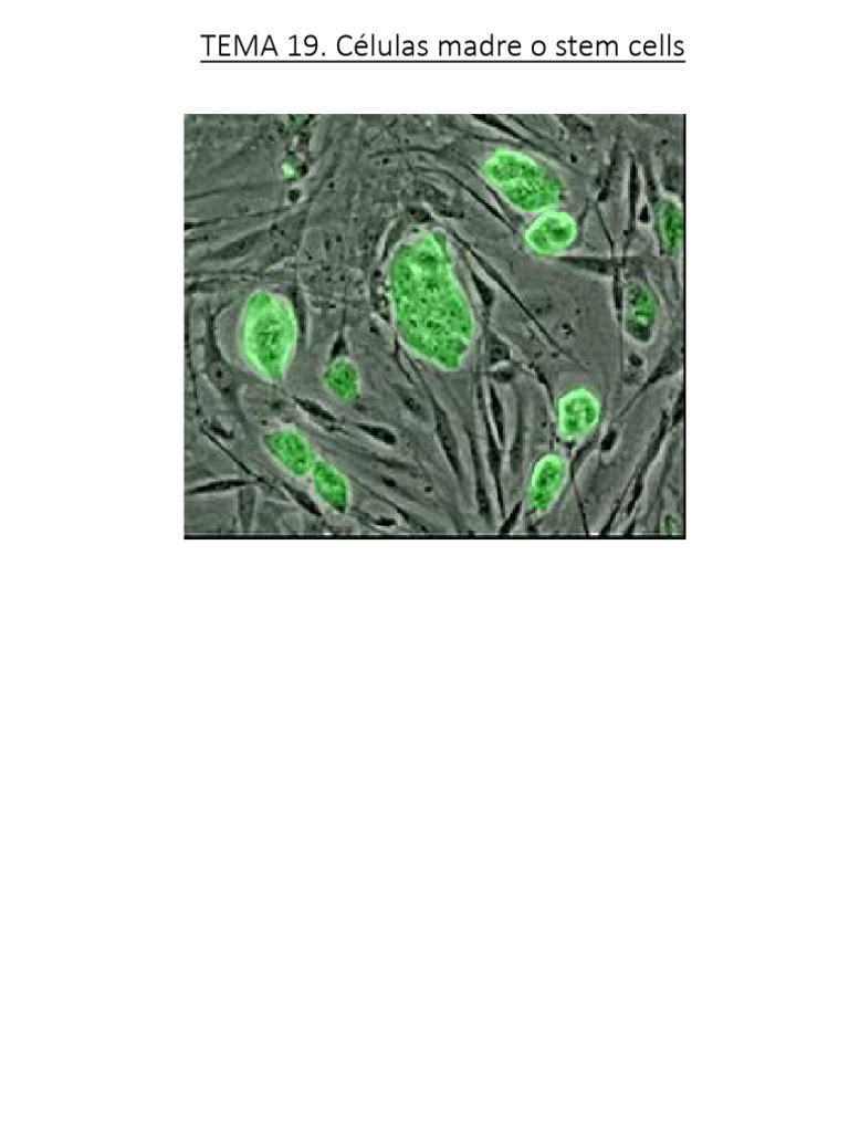 Tema 19. Células Madre o Stem Cells Trabajado | PDF | Célula madre ...
