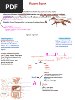 Human Digestive System - Diagram, Full Process (With Flow Chart) | PDF ...
