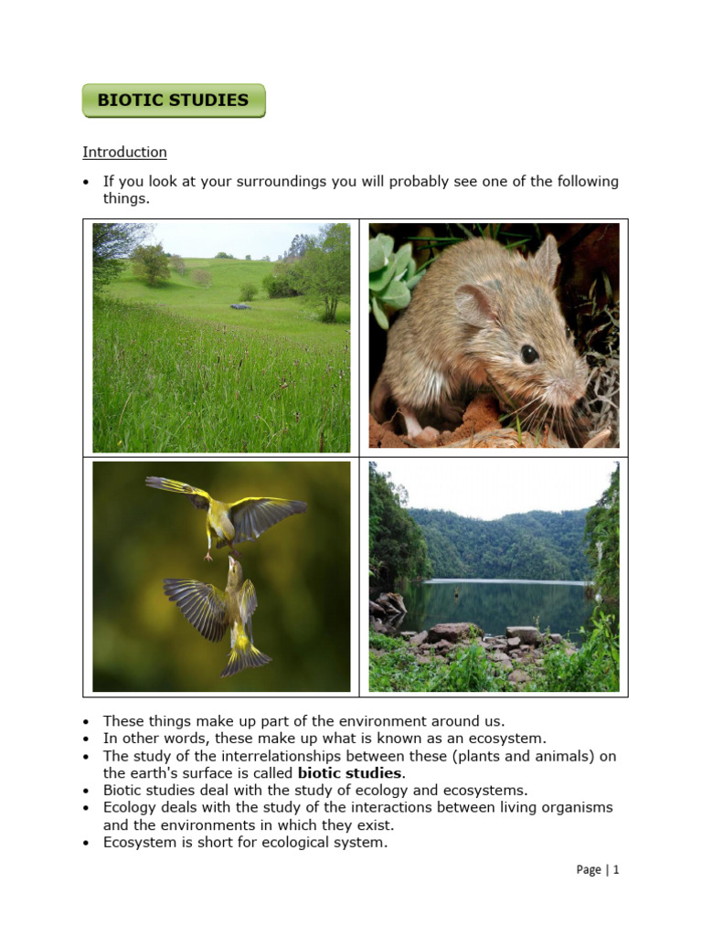 Ecosystems | PDF | Rainforest | Ecosystem