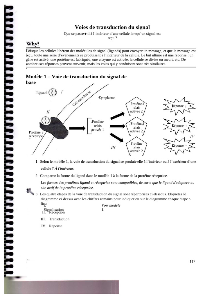 Clé de Réponse POGIL Sur Les Voies de Transduction Du Signal | PDF ...
