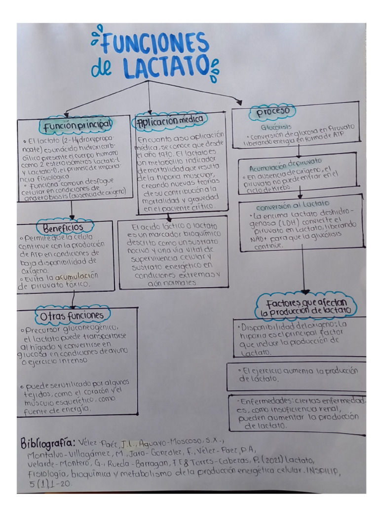 Funciones Del Lactato | PDF