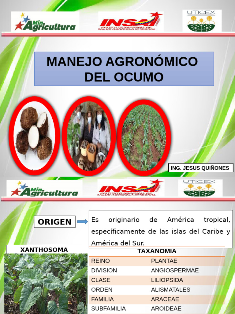 Manejo Agronomico Del Ocumo | PDF