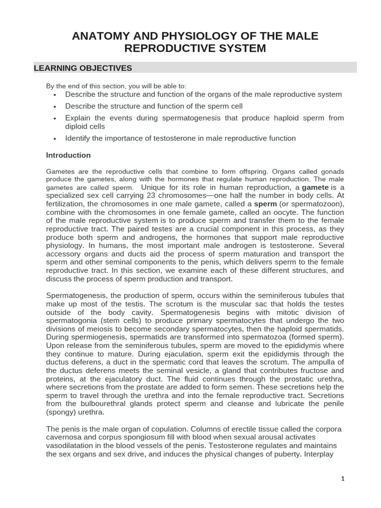 Male Reproductive System Anatomy Overview | PDF | Luteinizing Hormone ...