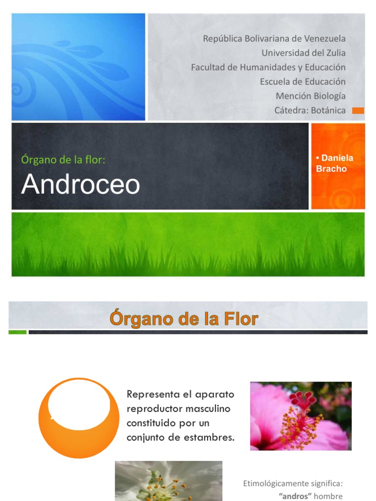 Órgano de La Flor: Androceo | PDF | Polen | Flores