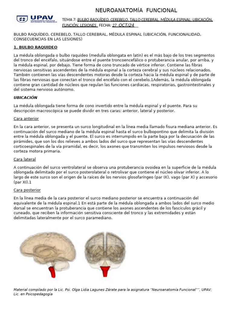 Neuroanatomía: Bulbo y Cerebelo | PDF | Médula espinal | Anatomía