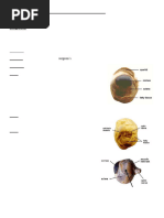 Sheep Eye Dissection Guide | PDF | Eye | Senses