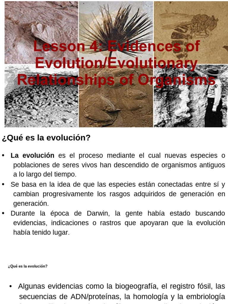 Lección 4 - Evidencias de La Evolución - Relaciones Evolutivas de Los ...