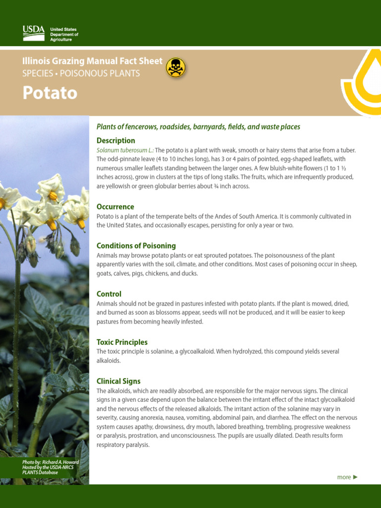 Potato | PDF | Potato