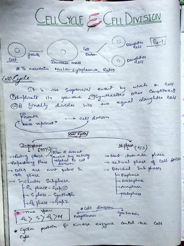 Cell Cycle and Genetic Processes Overview | PDF