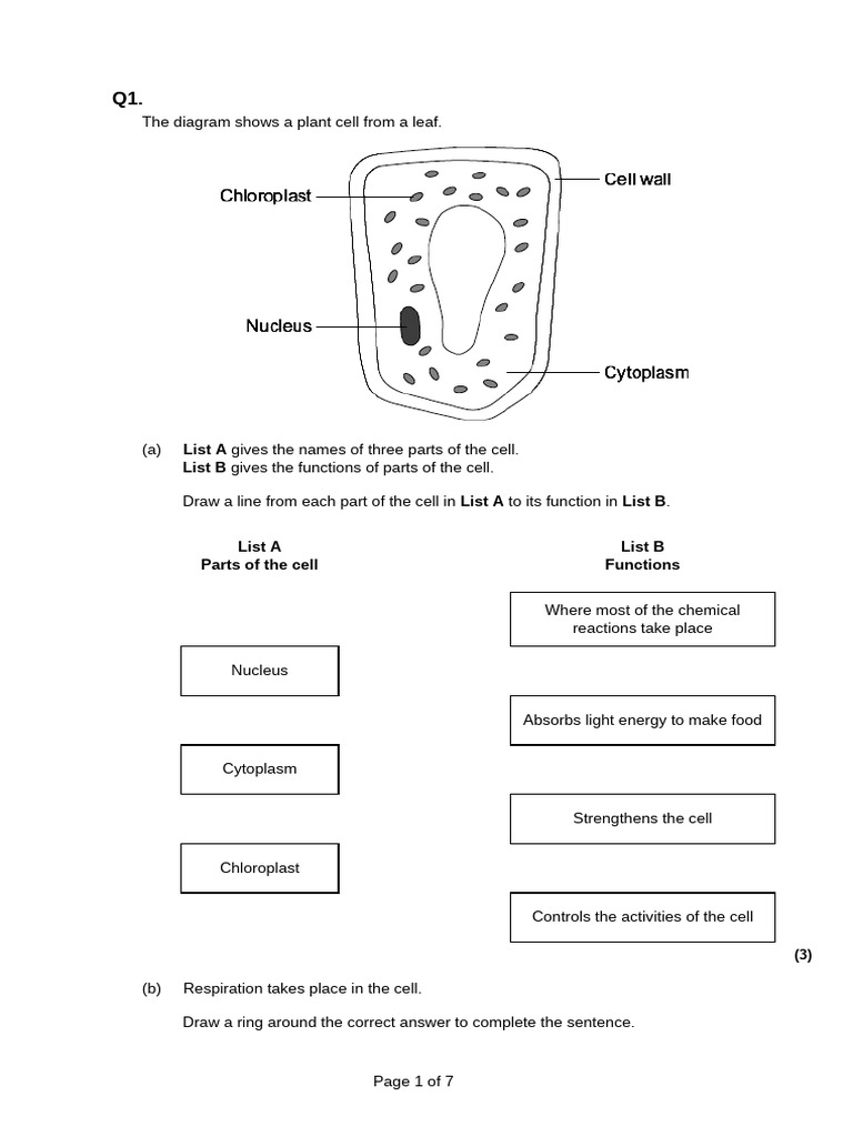 Cells Specialised Cells Questions | PDF | Cell (Biology) | Photosynthesis