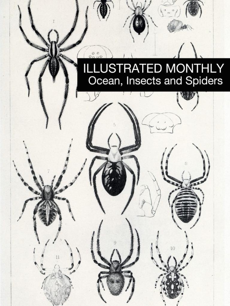 Insects and Ocean | PDF