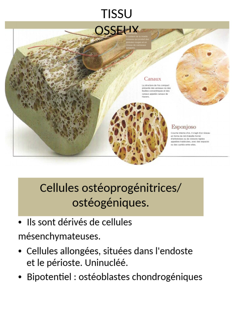 Structure et ossification du tissu osseux | PDF | Os | Cartilage