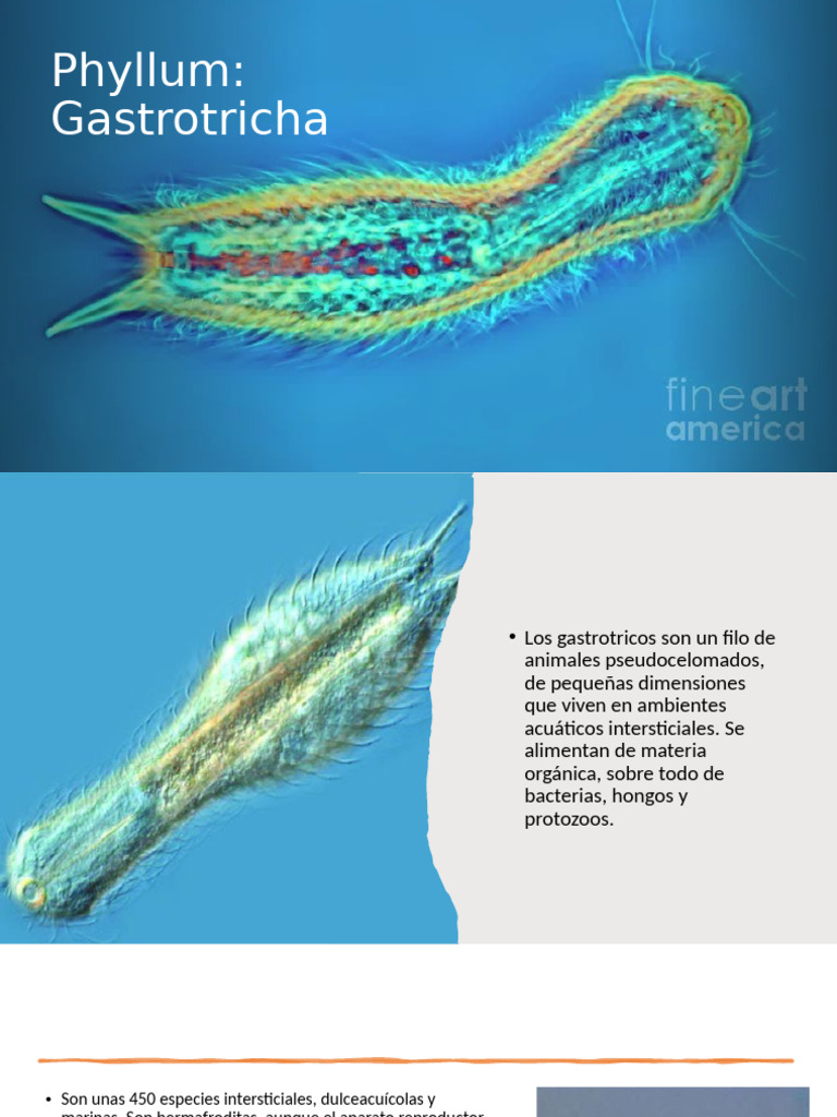Gastrotricha-JOSE CARLOS | PDF | Anatomía | Zoología