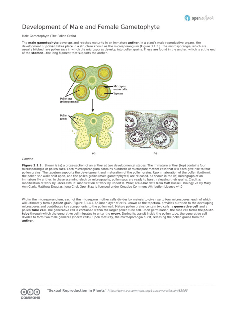 1.3 Development of Male and Female Gametophyte WVmEB6z | PDF