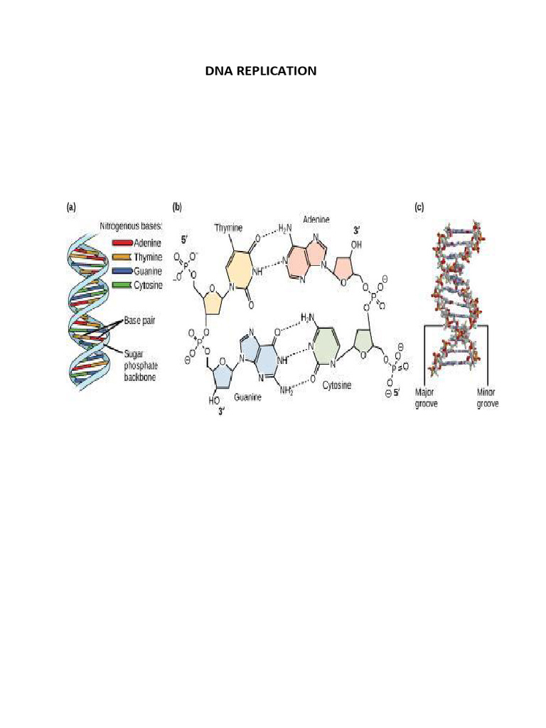 Dna Replication & Transcription | PDF | Dna Replication | Dna