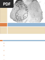Láminas de Rexed | PDF | Dolor | Neurona