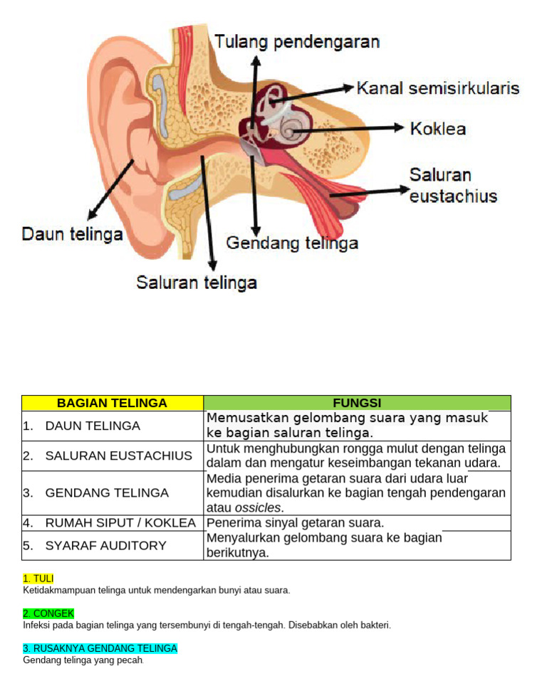 BAGIAN TELINGA | PDF
