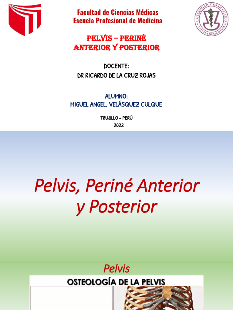Pelvis_Periné Anterior y Posterior Miguel Velásquez Culque | PDF