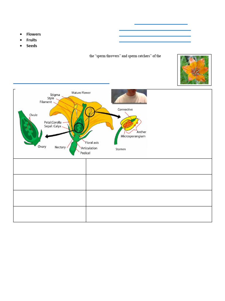 Annotated-Lab 6 Study Guide 2 Flowers Fruits and Seeds 7feb23 | PDF ...