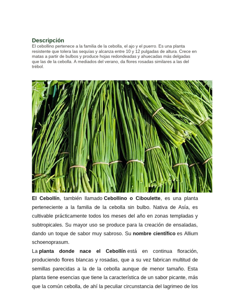 Cebollin Yensel | PDF | Cebolla | Fertilizante