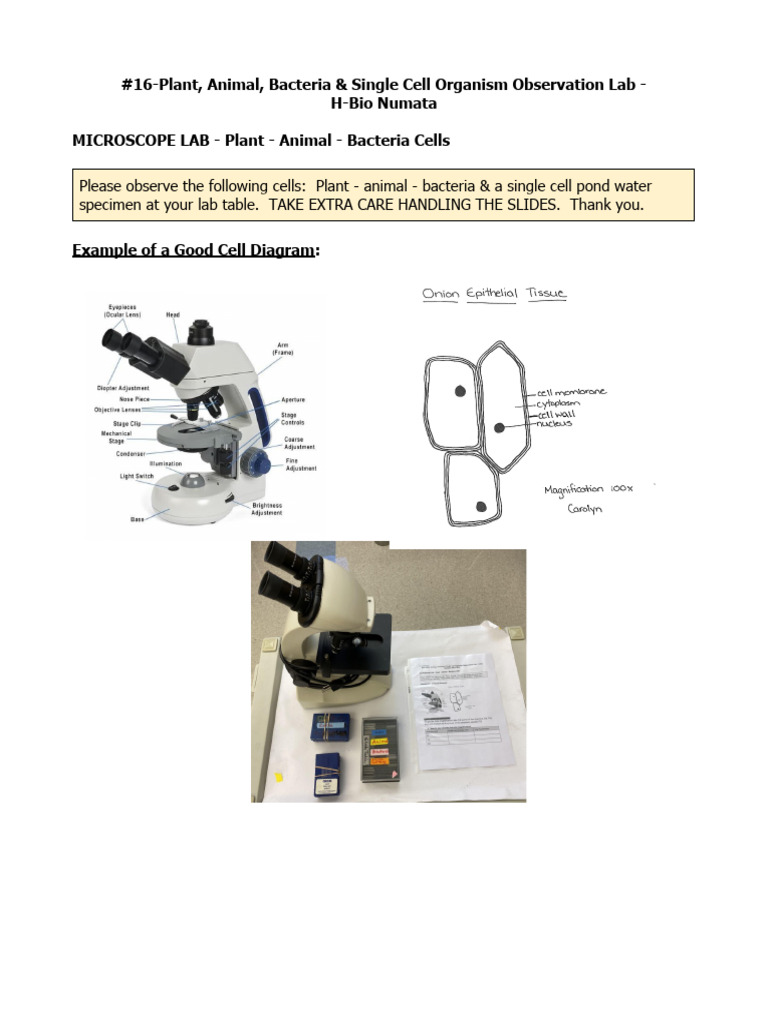 Plant, Animal, Bacteria & Single Cell Organism Observation Lab | PDF ...