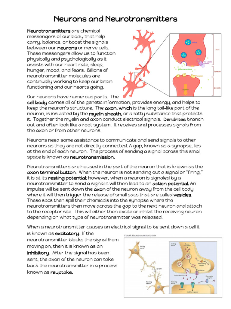 Neurotransmitters and Neuron Functions | PDF | Neuron | Axon