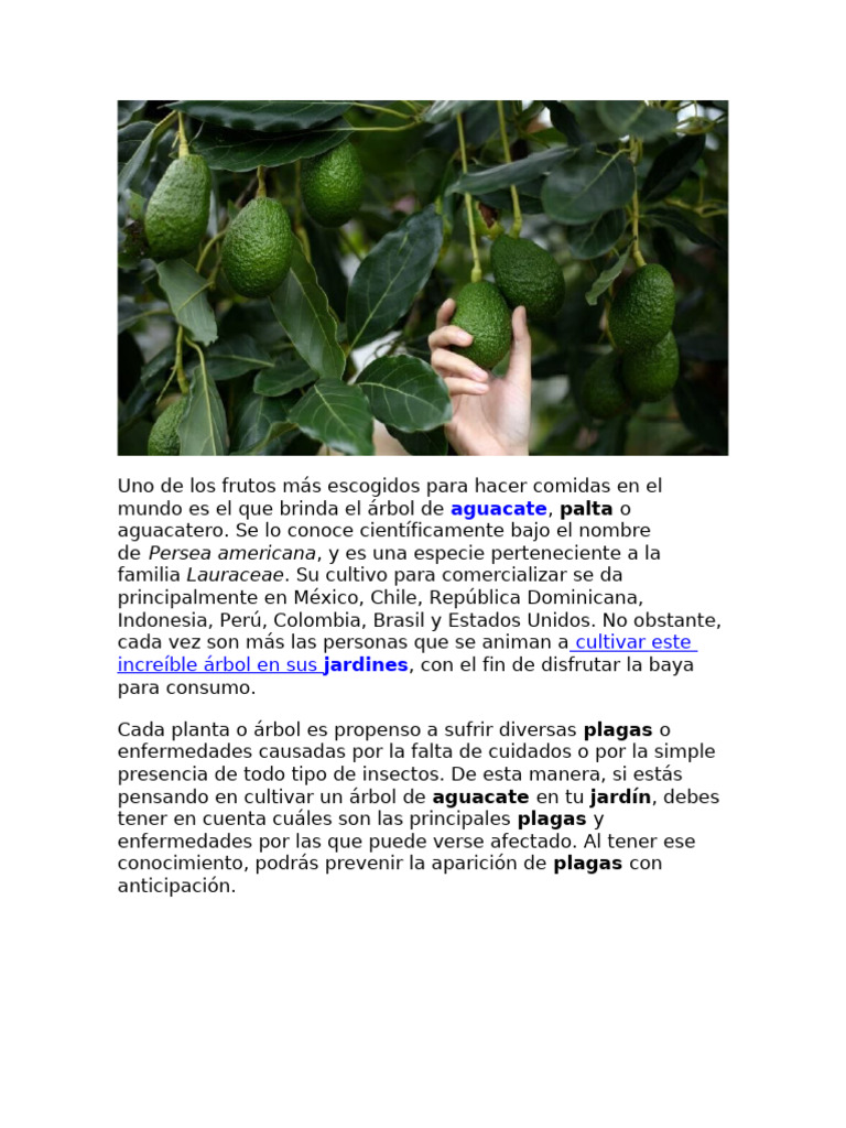 Aguacate Plagas y Enfermedades | PDF | Aguacate | Control biológico de plagas