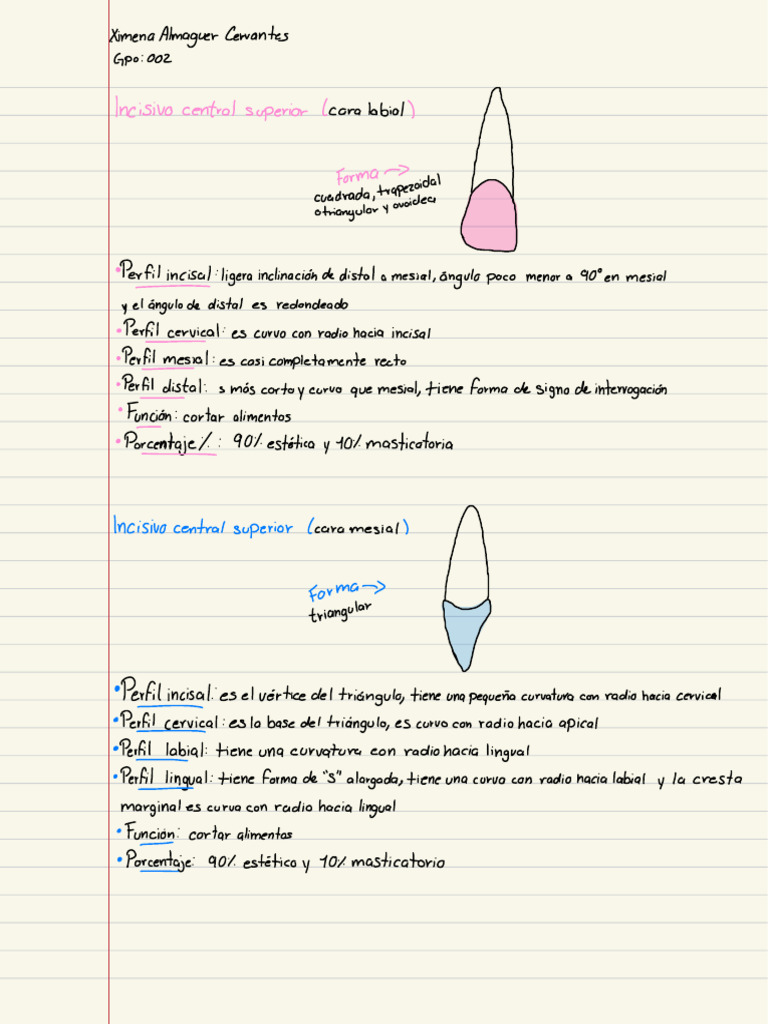 Anatomía de Caras Dentales | PDF | Anatomia dental | Diente