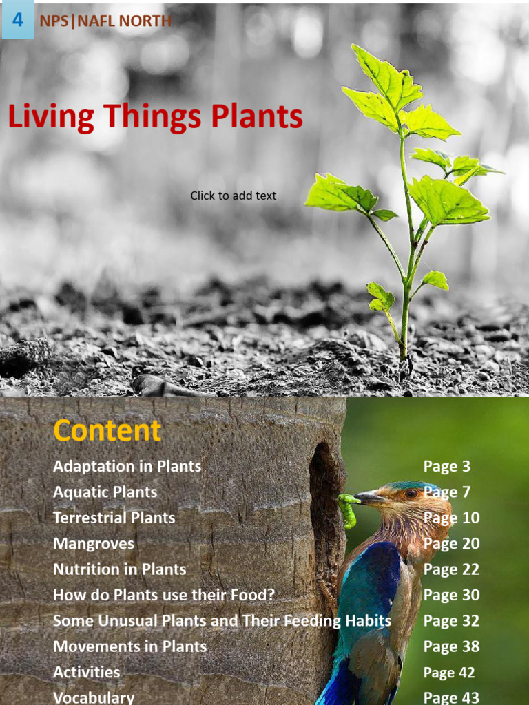 1 Grade 4-Living Things Plants 1078269776 1687250005 | PDF | Leaf | Plants