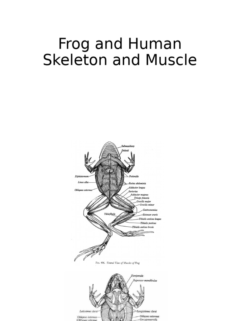 Frog-and-Human-Skeleton-and-Muscle-reference 2 | PDF