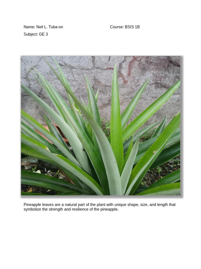 Name: Neil L. Tuba-On Course: Bsis 1B Subject: GE 3 | PDF