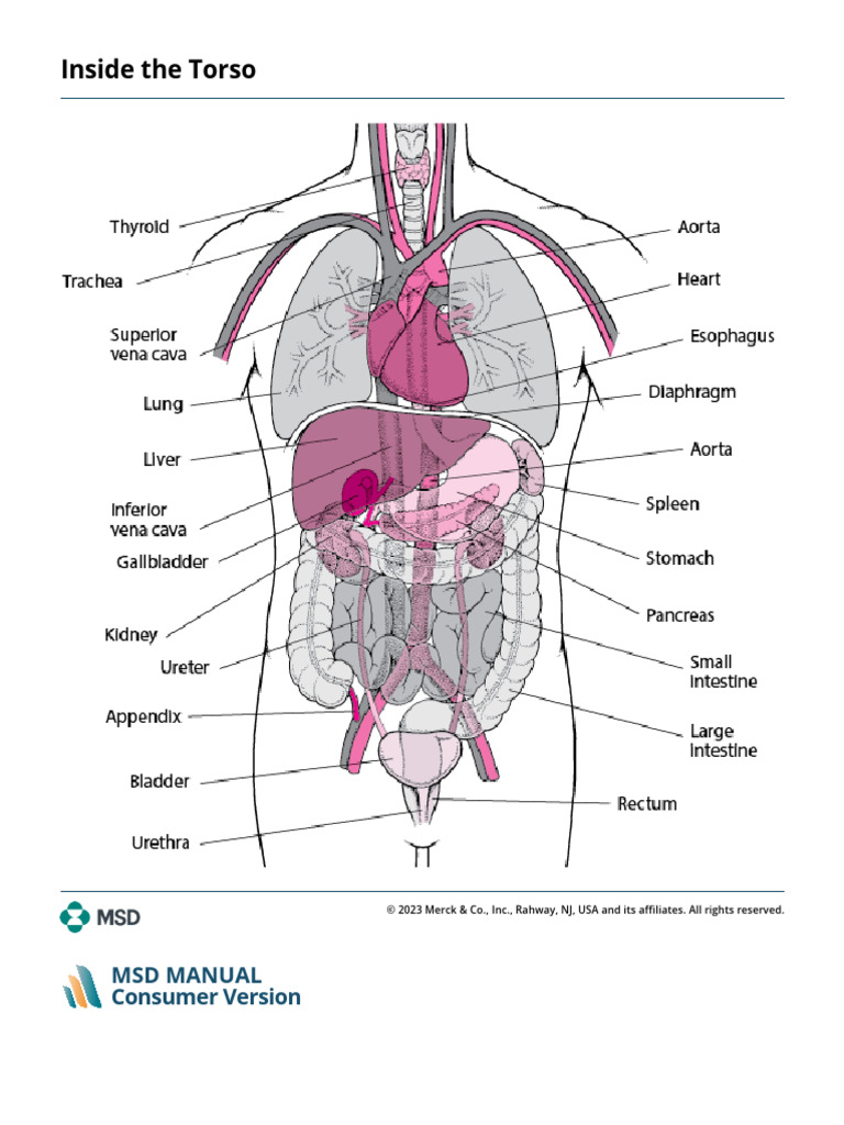 Tissues and Organs - Fundamentals - MSD Manual Consumer Version | PDF