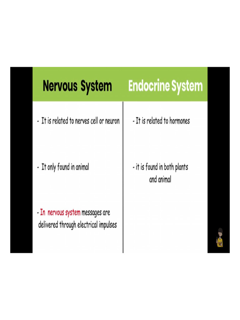 Nervous System and Hormones Notes | PDF