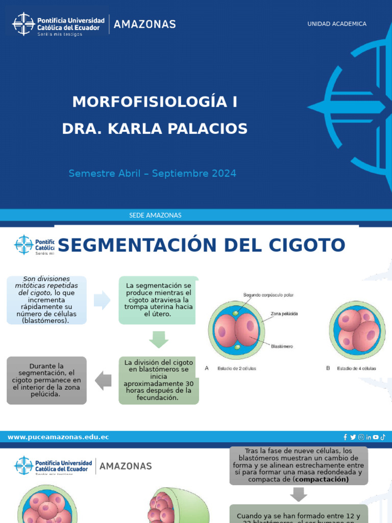 Segmentación y Desarrollo Embrionario | PDF | Embrión | Anatomía